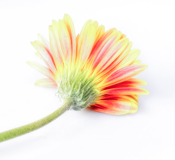 Impact Desktop Shooting Table – Photofocus