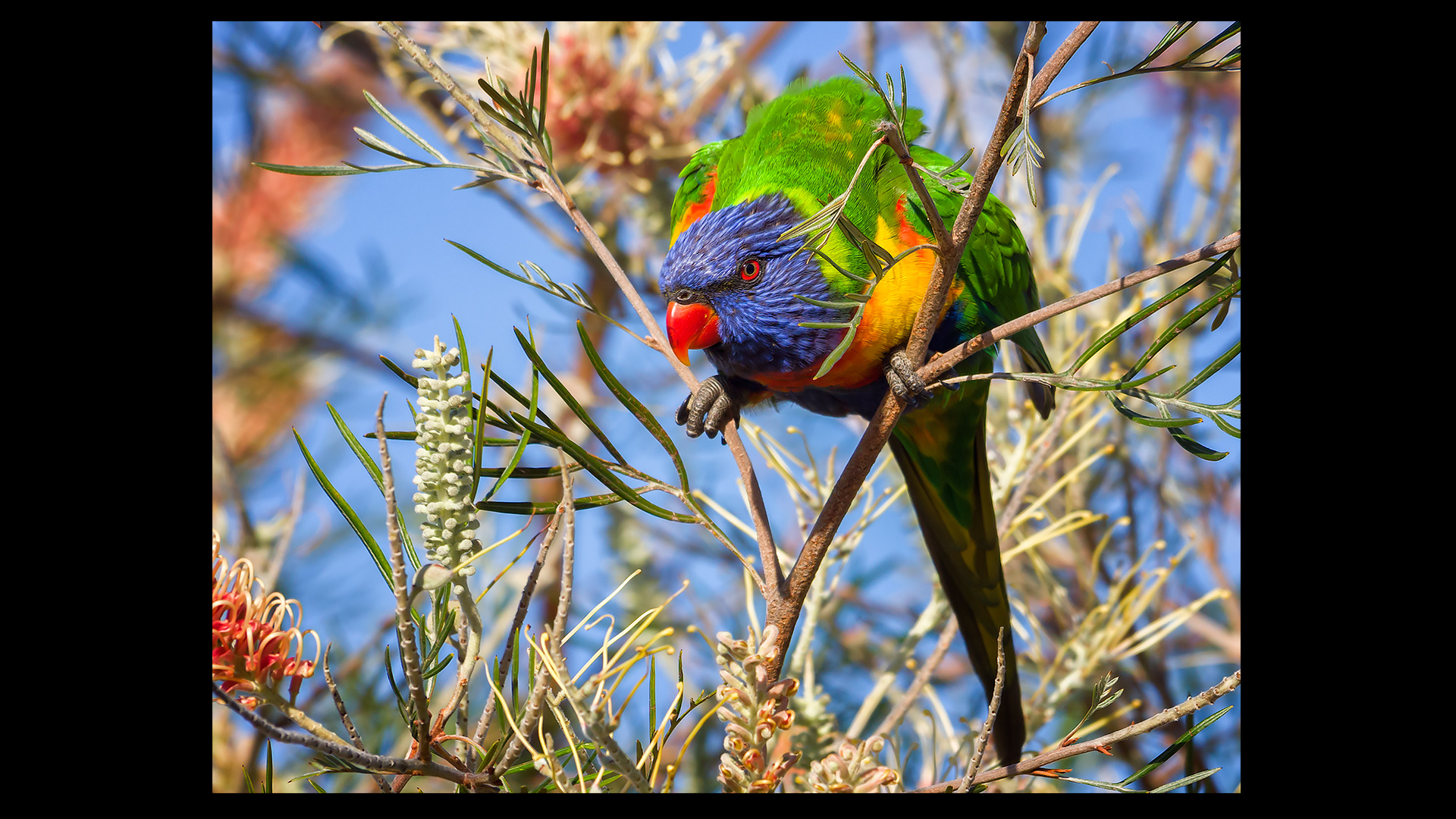 Photographer of the Day: Murray Fox - Photofocus