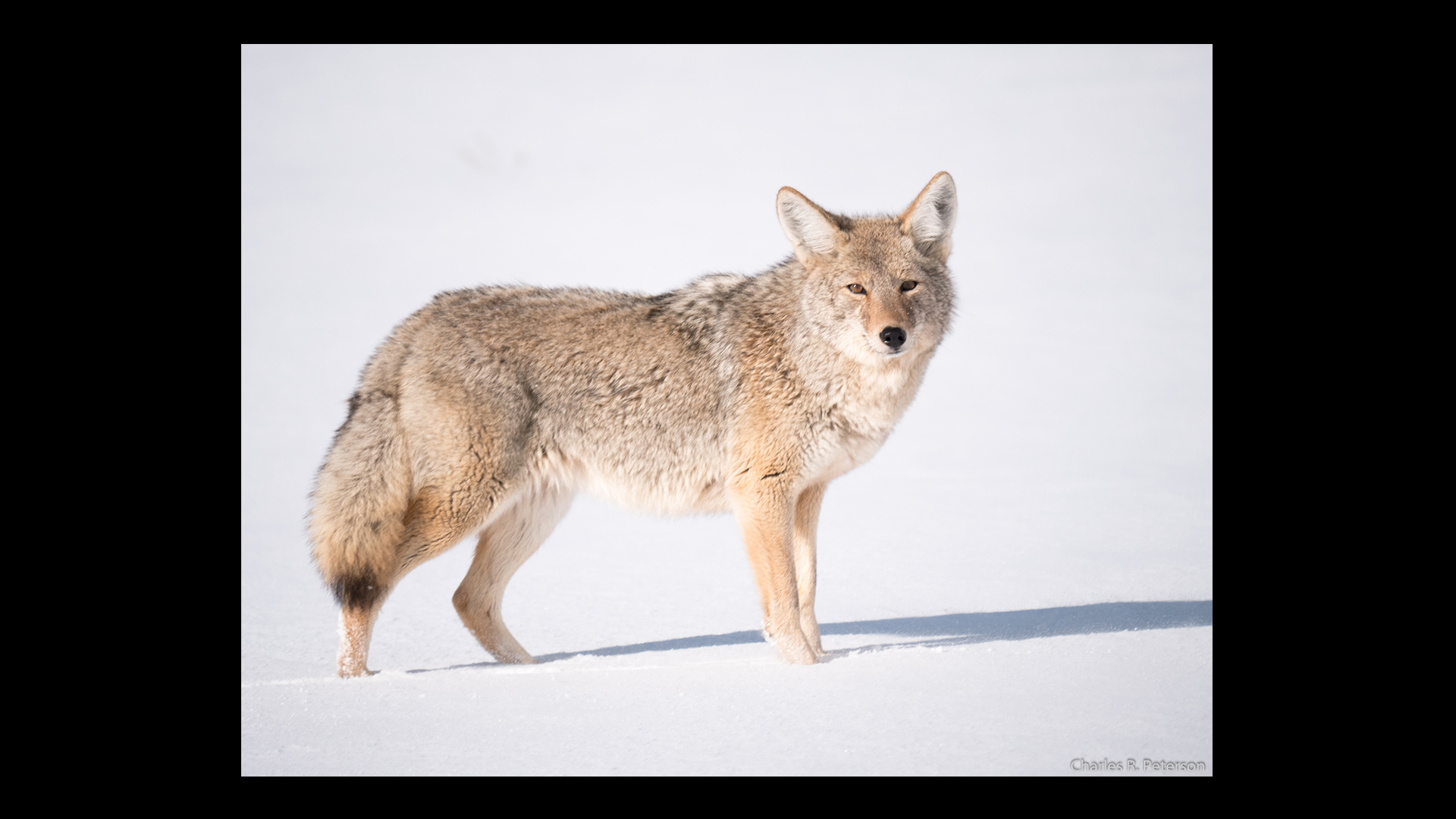 Photographer of the Day: Charles (Chuck) Peterson - Photofocus