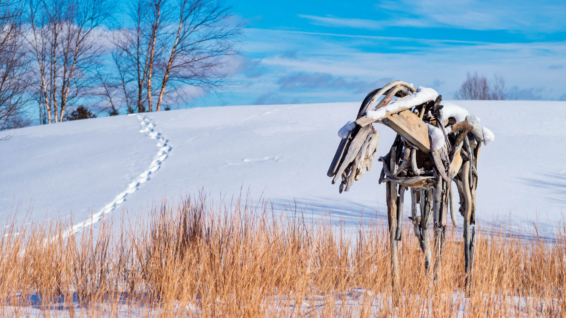 Looking at how to photograph in the snow - Photofocus