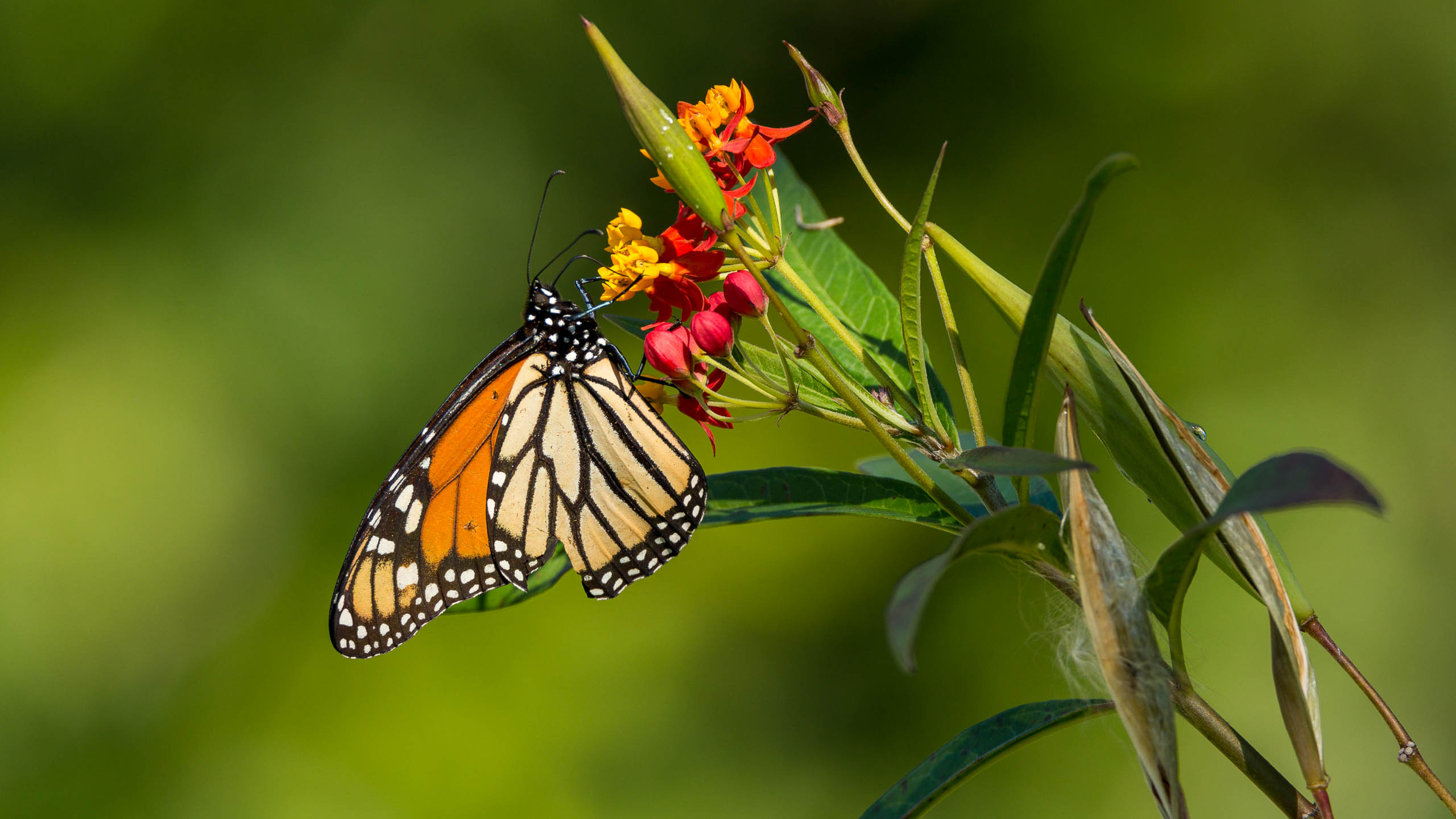 On Nature: Saving the butterfly - Photofocus