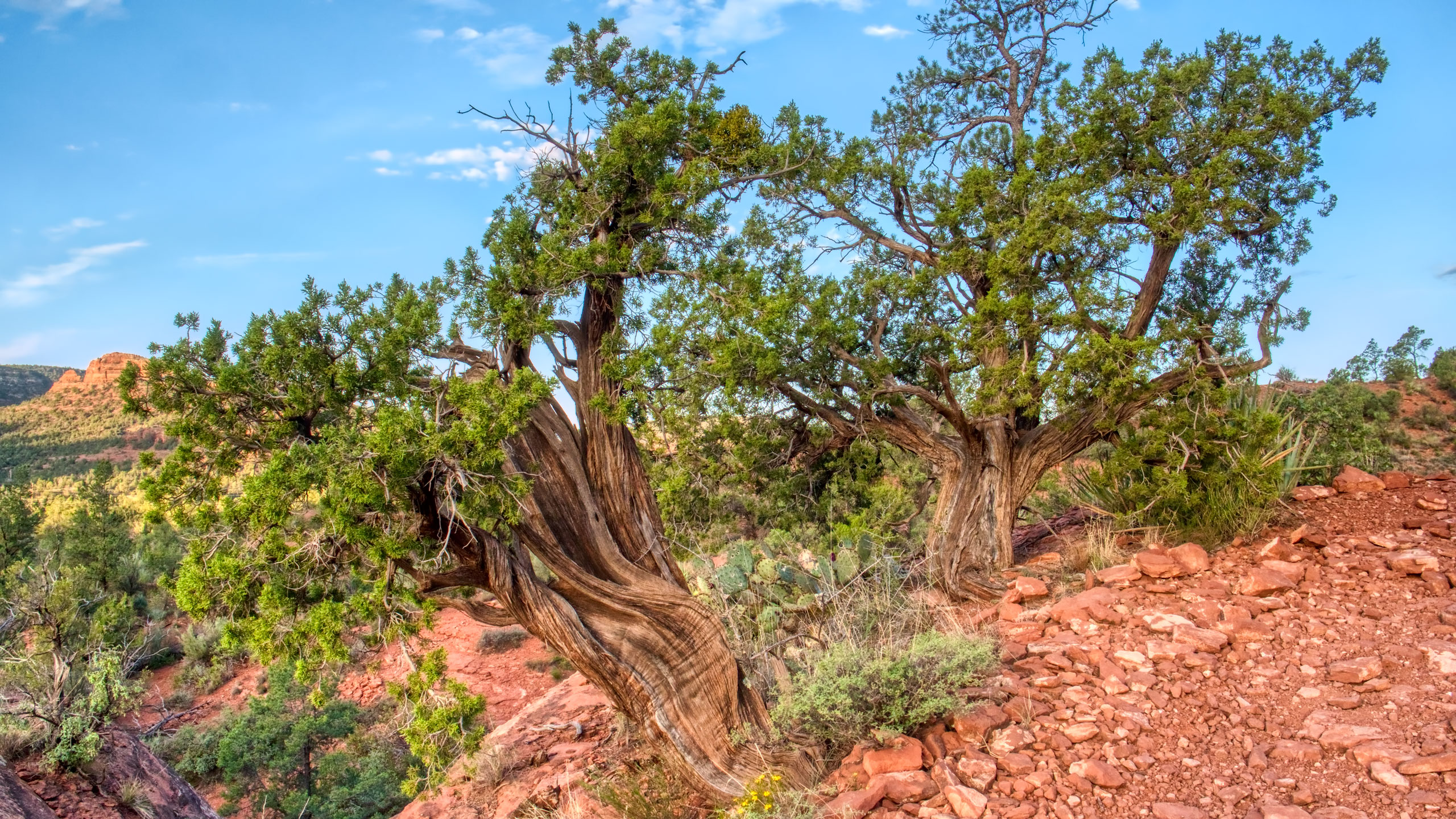 Revisiting Aurora HDR's single image process with a juniper landscape ...