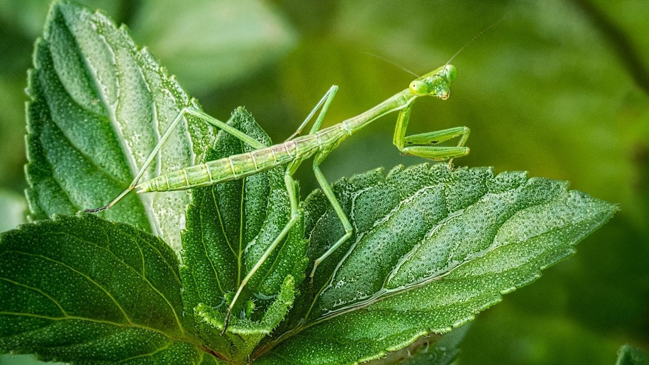 How I got the photo: Preying mantis macro image - Photofocus