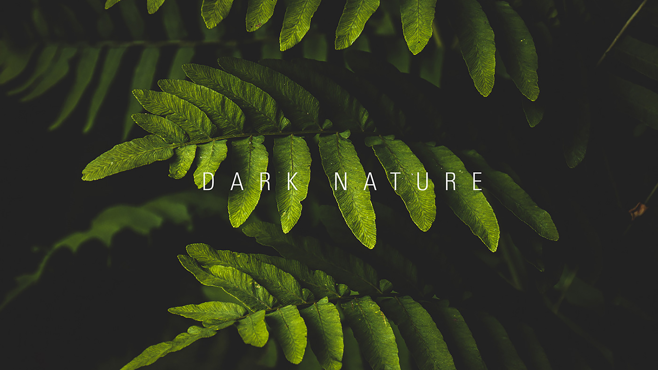 Capturing the solitude of plants in cinematic photography - Photofocus