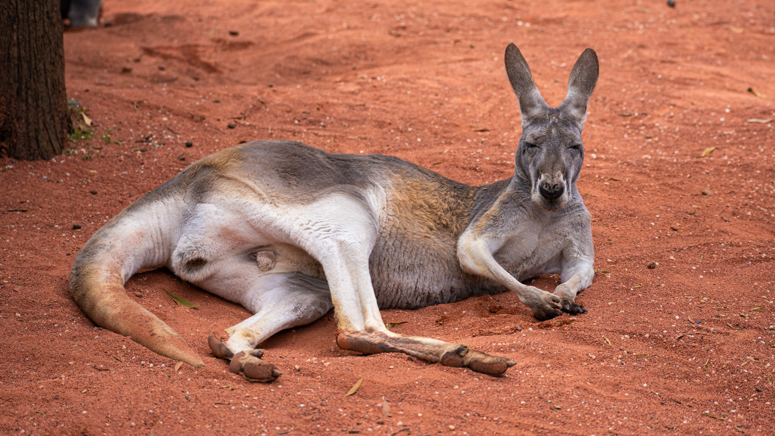 Capturing multiple scenes in nature by using a zoom lens - Photofocus