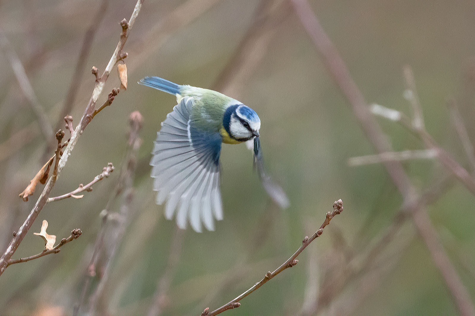 David Tipping: Bird and wildlife photographer Photofocus