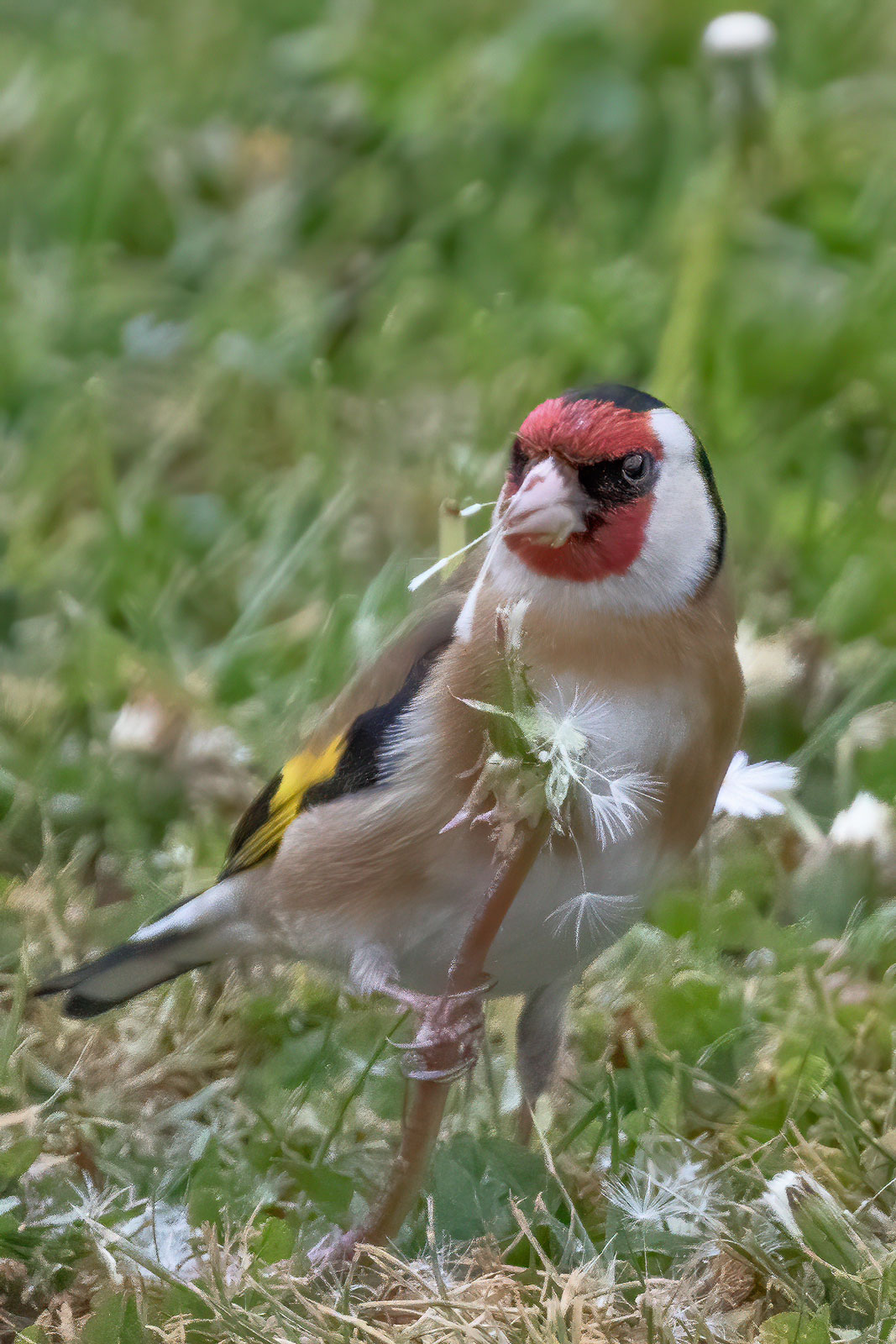 David Tipping: Bird and wildlife photographer Photofocus