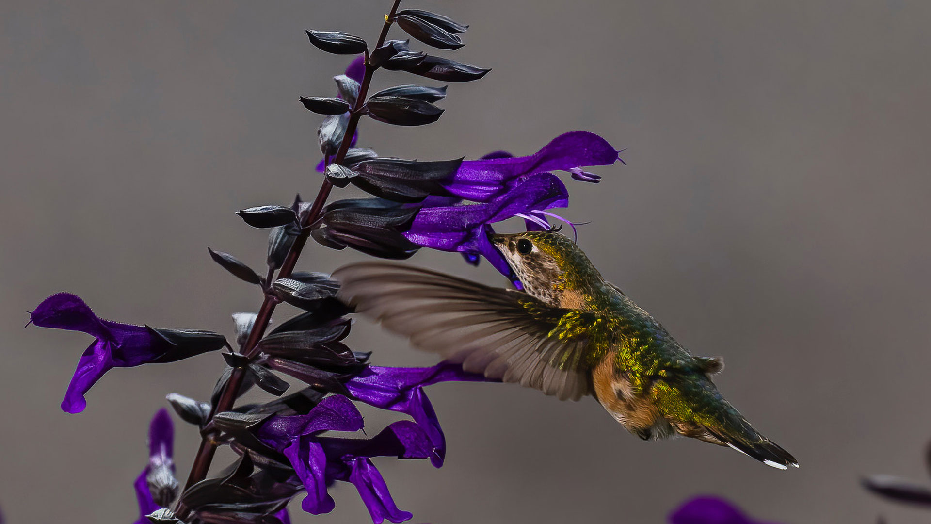 Bringing in light for hummingbird photography - Photofocus