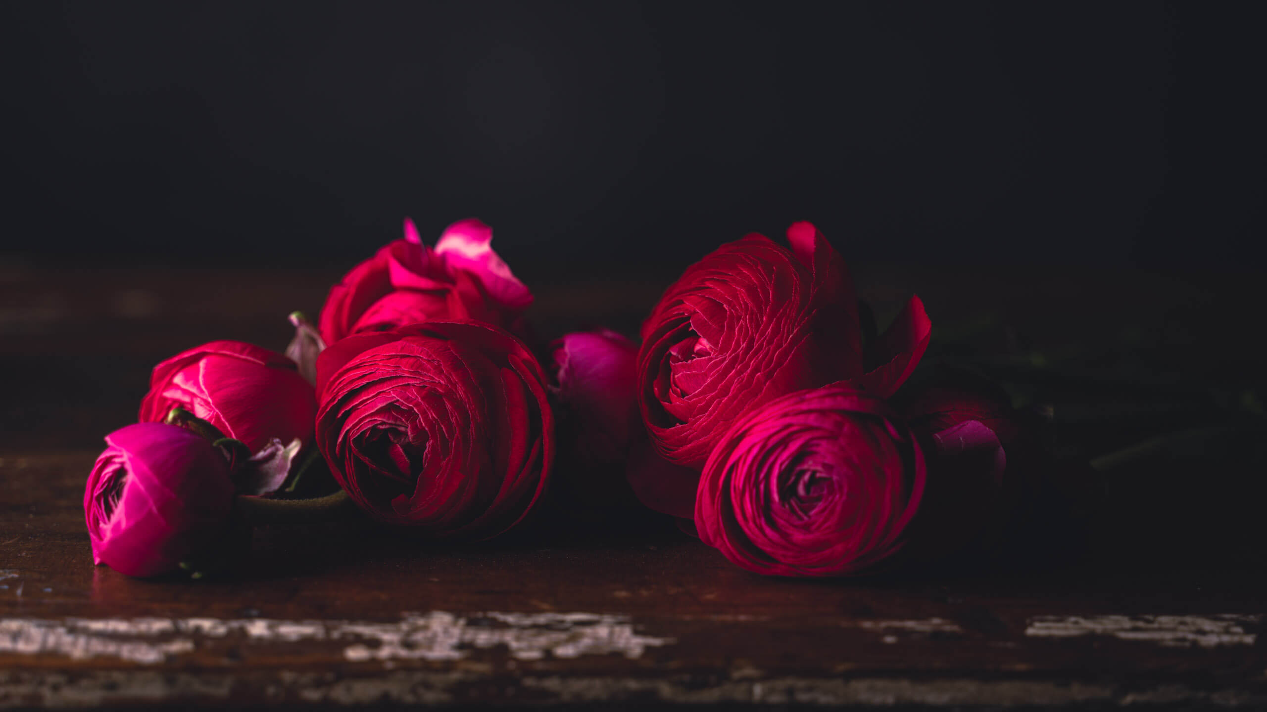 Using a flash with flowers indoors – Julie Powell – Photographer ...