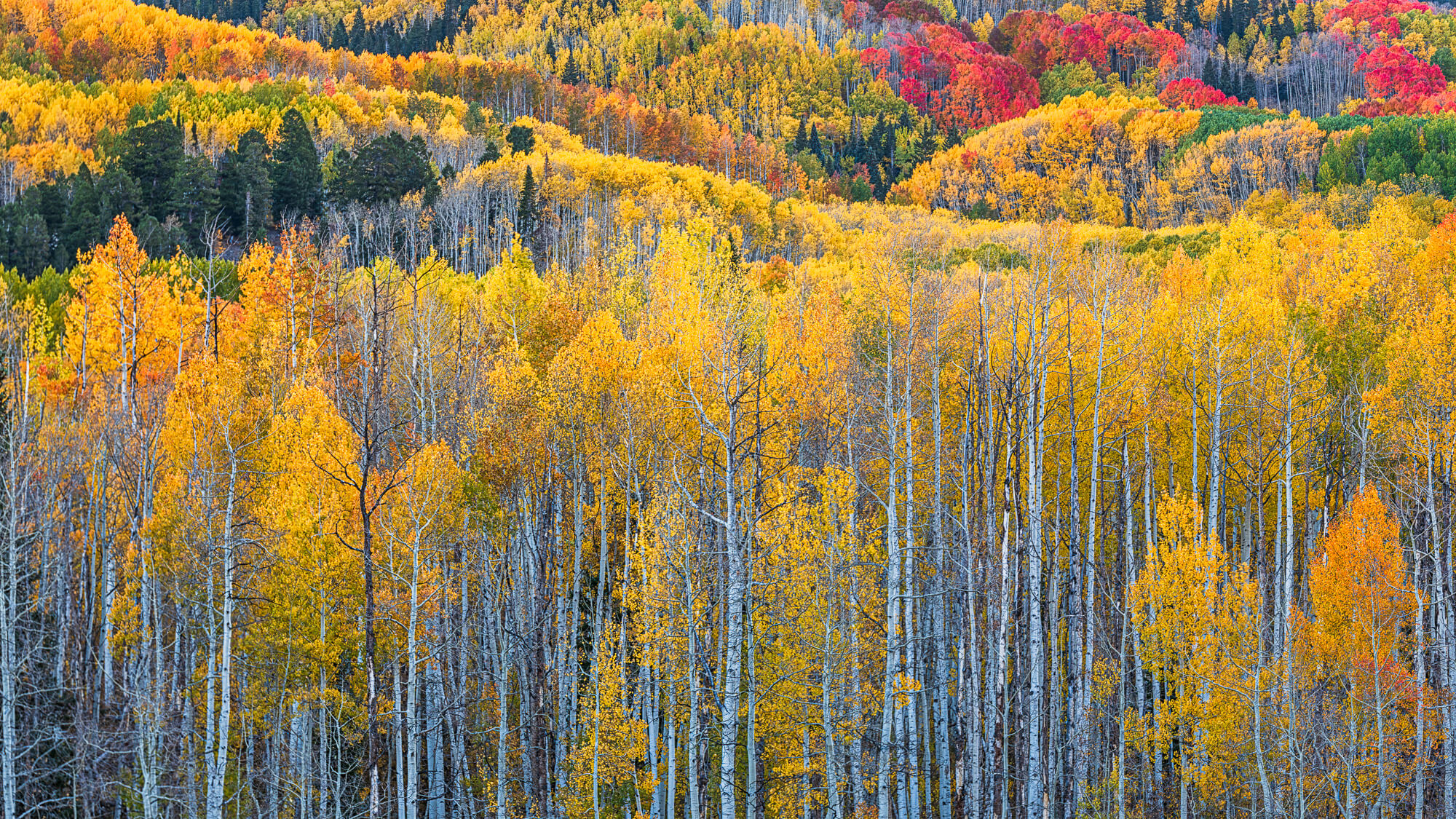 Colorful Things Photography