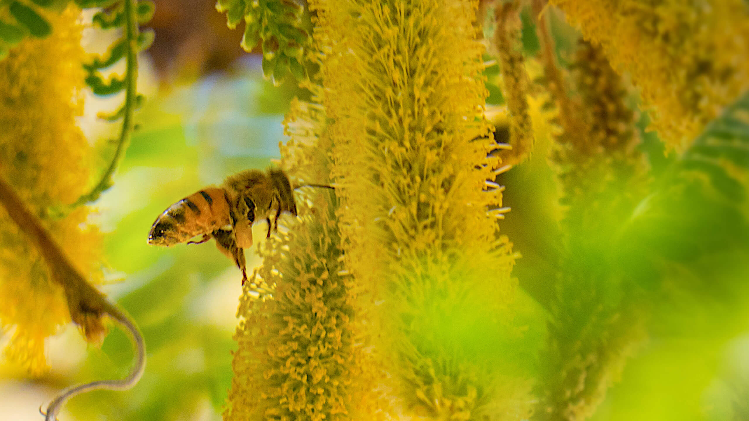 June 15 is Nature Photography Day - Photofocus